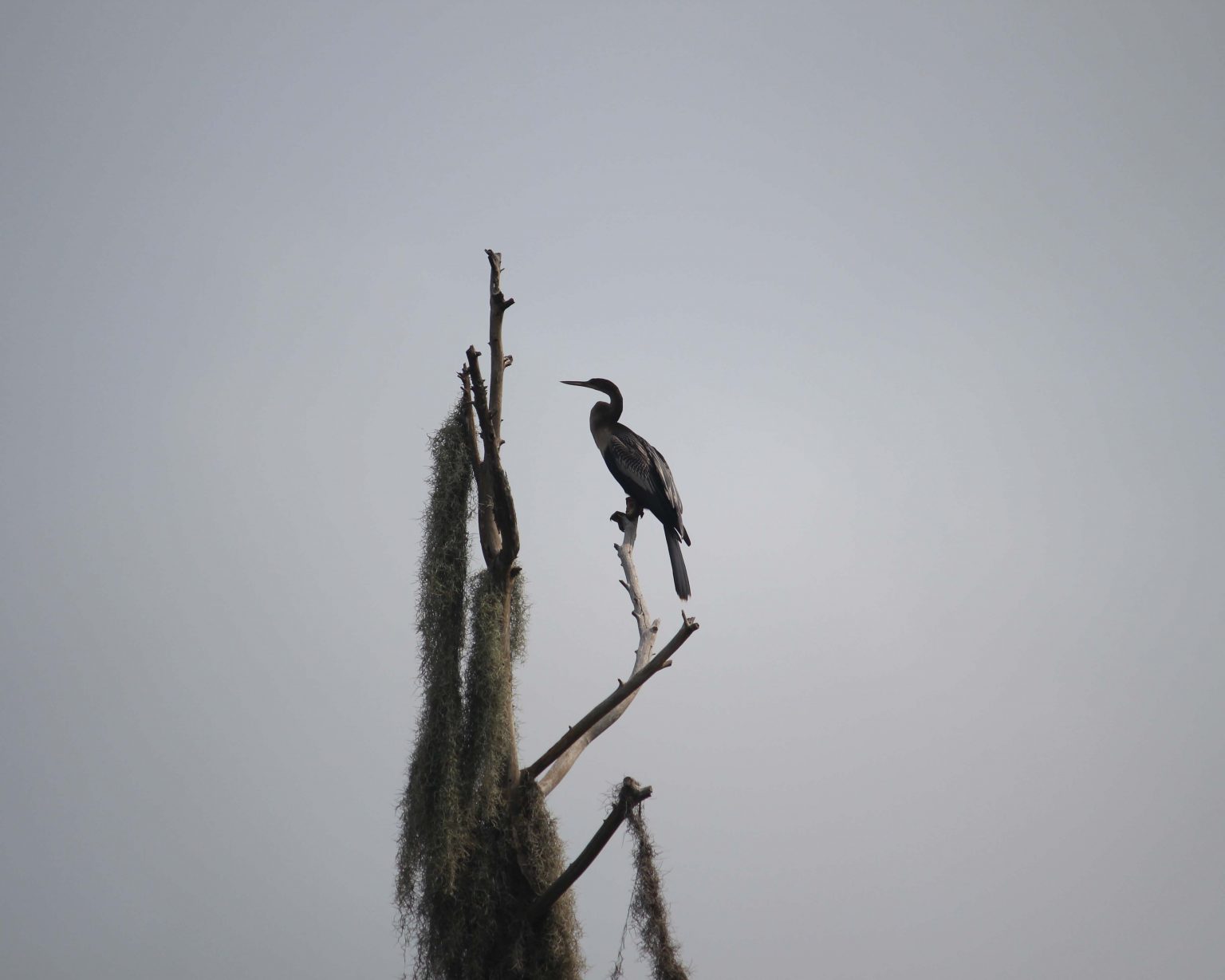 Kayaking the Combahee River - South Carolina Lowcountry