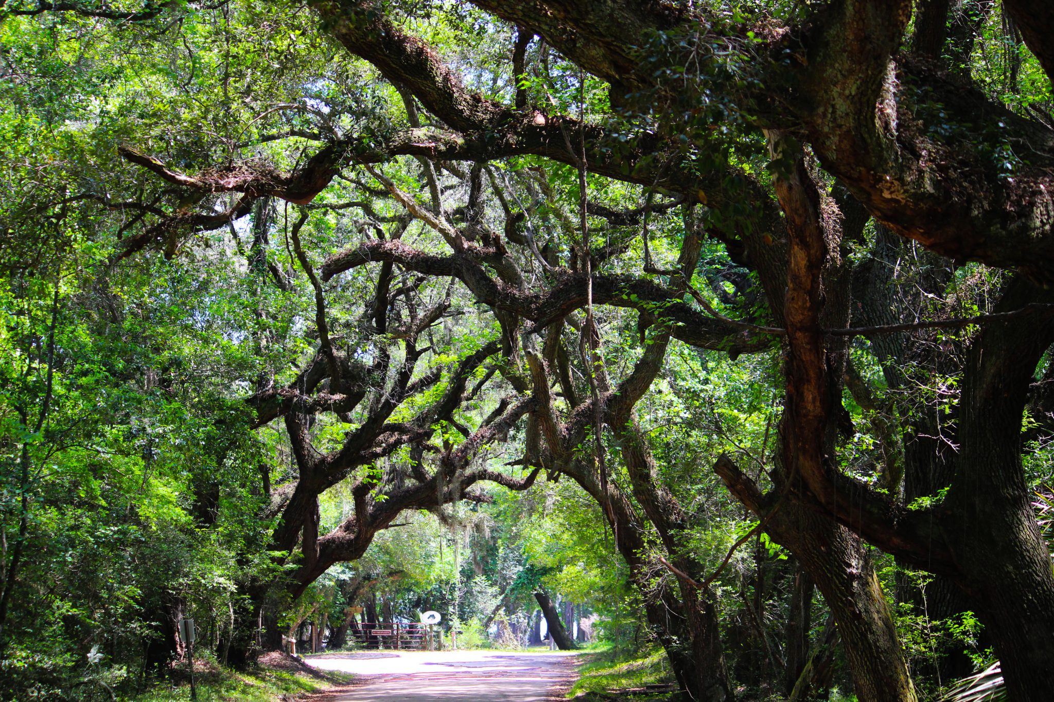 The Mighty Southern Live Oak Tree - South Carolina Lowcountry