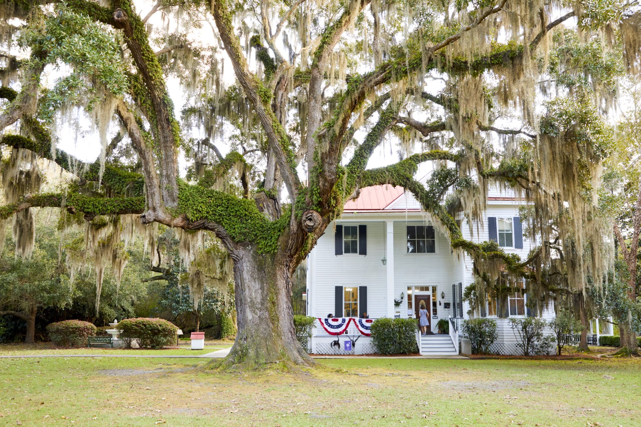 The Mighty Southern Live Oak Tree - South Carolina Lowcountry